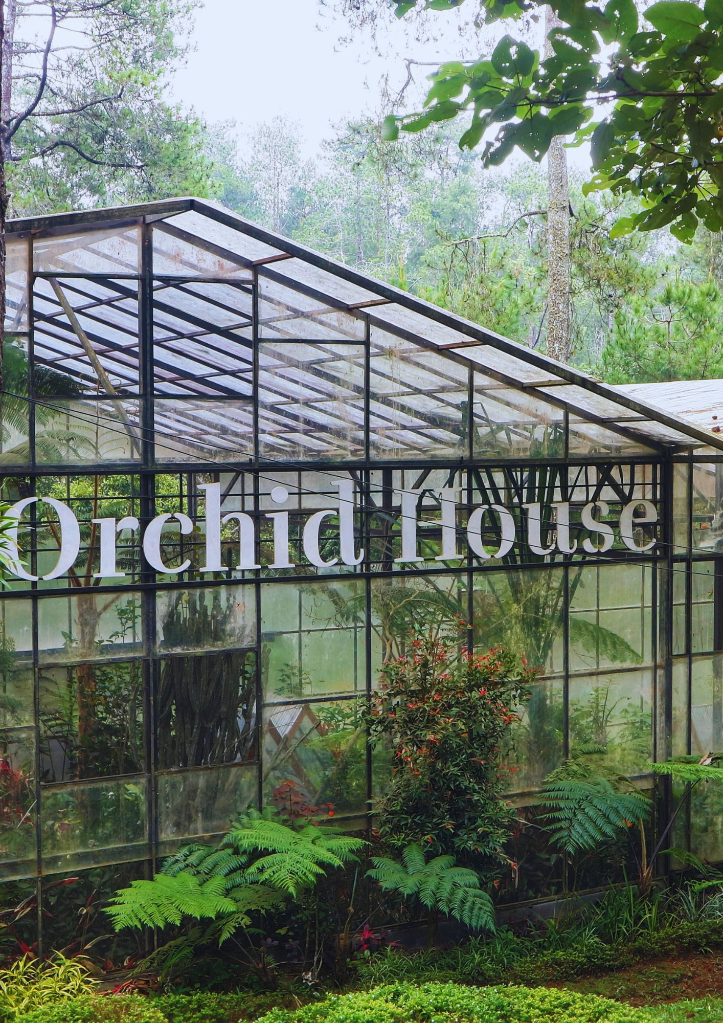 Orchid Forest Cikole: A Nature Escape in Lembang, Bandung - DWI Tour
